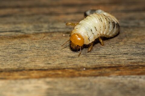 Effectief Engerlingen Voorkomen: Biologische Tips & Adviezen