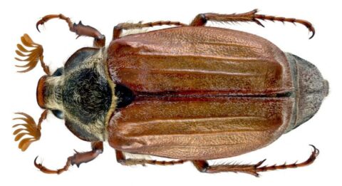 Meikever - Melolontha Melolontha herkennen en bestrijden met nematoden