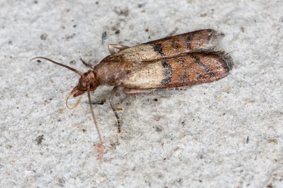 Meelmotten waaronder de Indische meelmot zijn vervelend maar te bestrijden