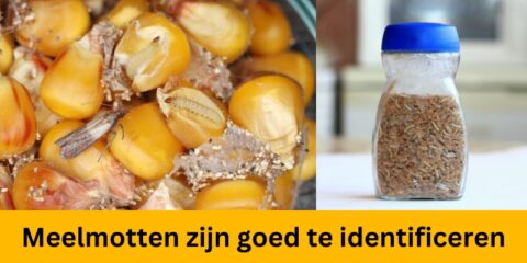 Meelmotten waaronder de Indische meelmot zijn vervelend maar te bestrijden