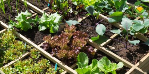 Verschillende Soorten Sla Kweken en Oogsten in je Moestuin